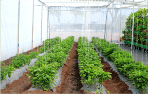 Growit India Pvt Ltd – | Mulch Films, Crop Covers & Soil Testing